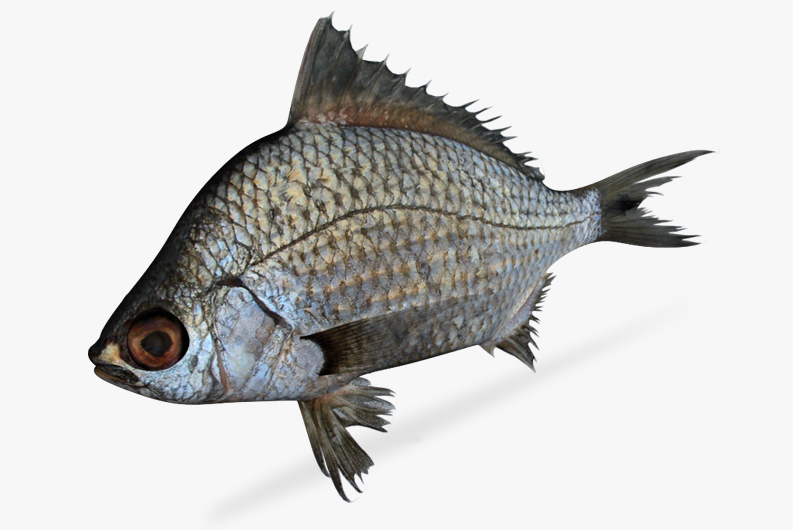black axillary mojarra 3d model