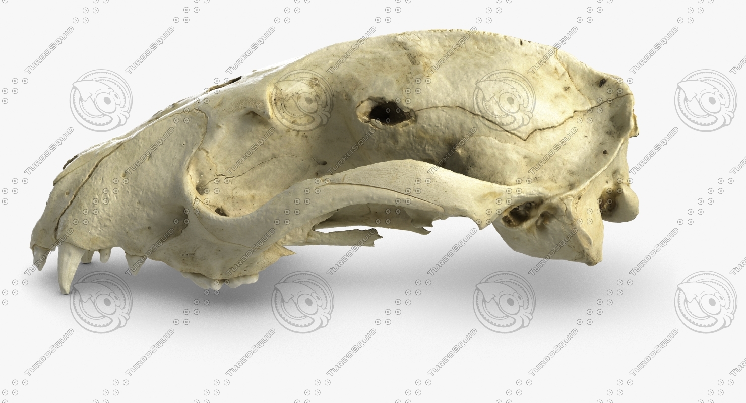 asian palm civet luwak max