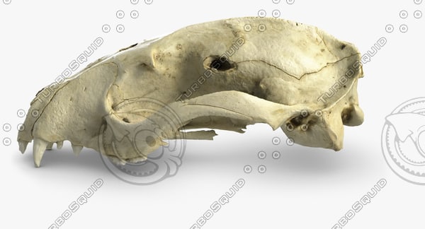 asian palm civet luwak max