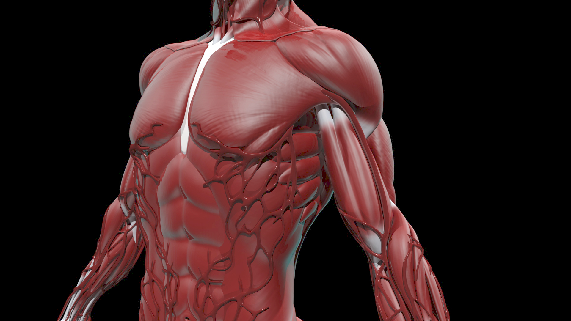 study anatomy human ma