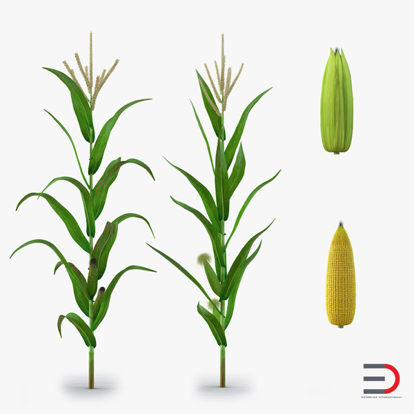 3ds max realistic corn real