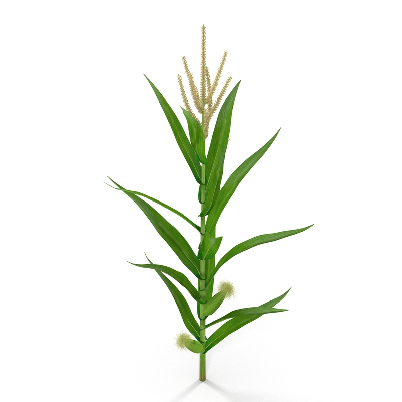 max corn plant field