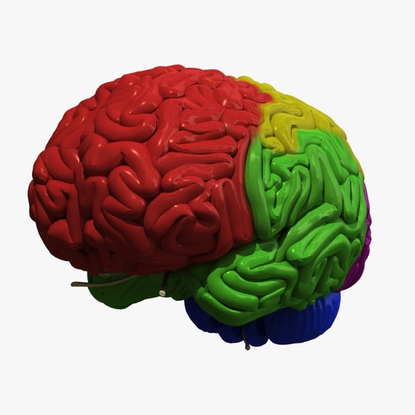 3D Cerebrum Models | TurboSquid
