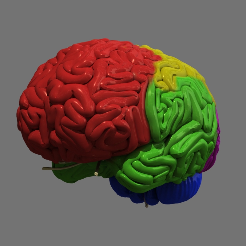 3d human brain regions