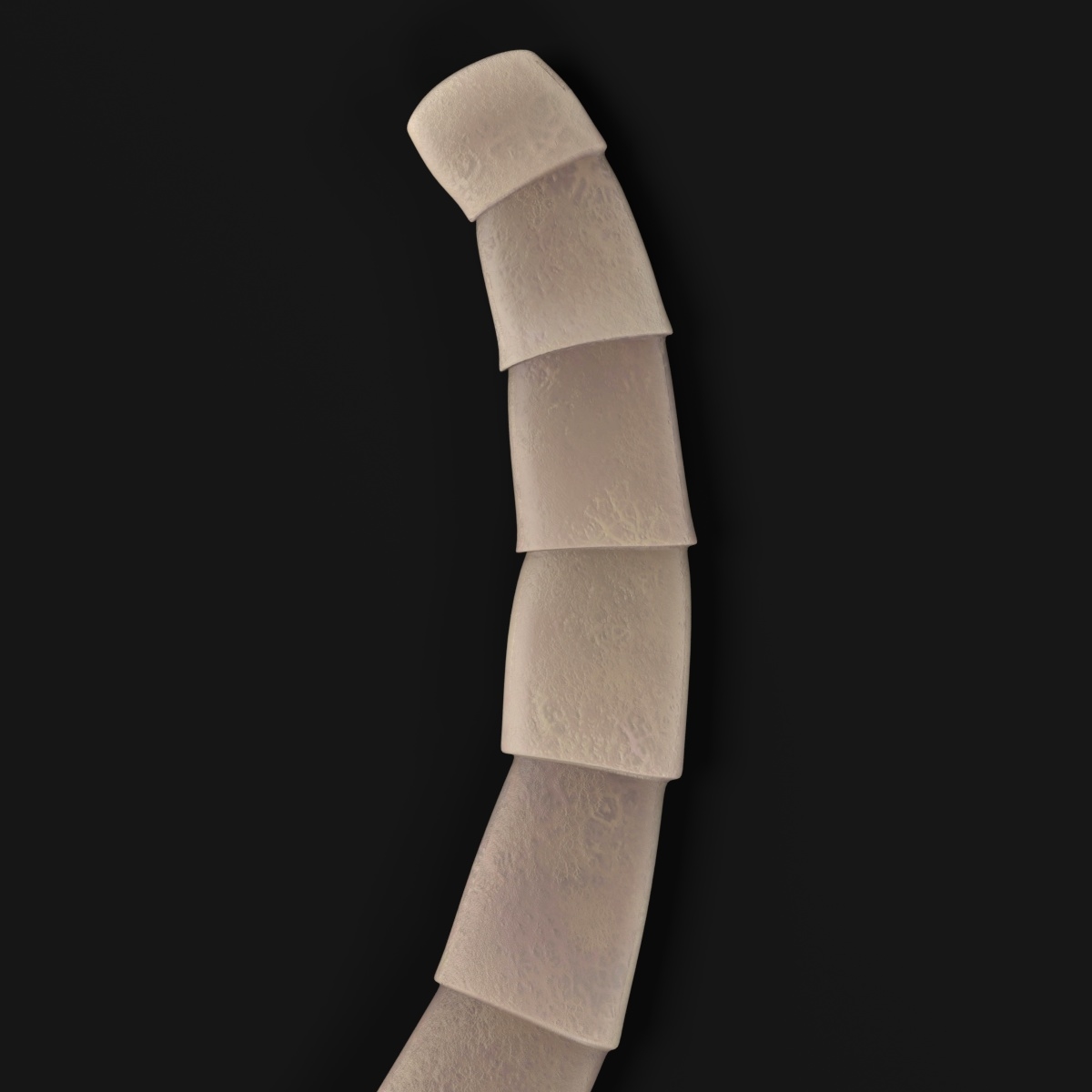 x tapeworm taenia saginata