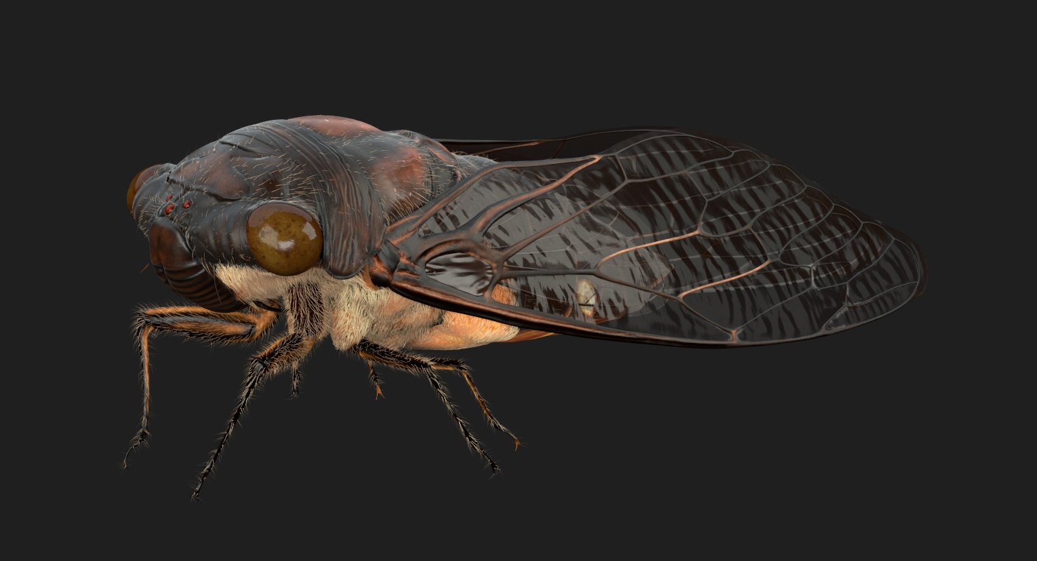 rigged cicada 3d model