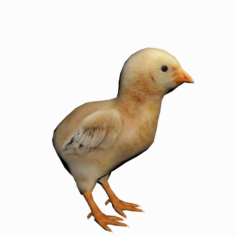 3d chick baby chicken model