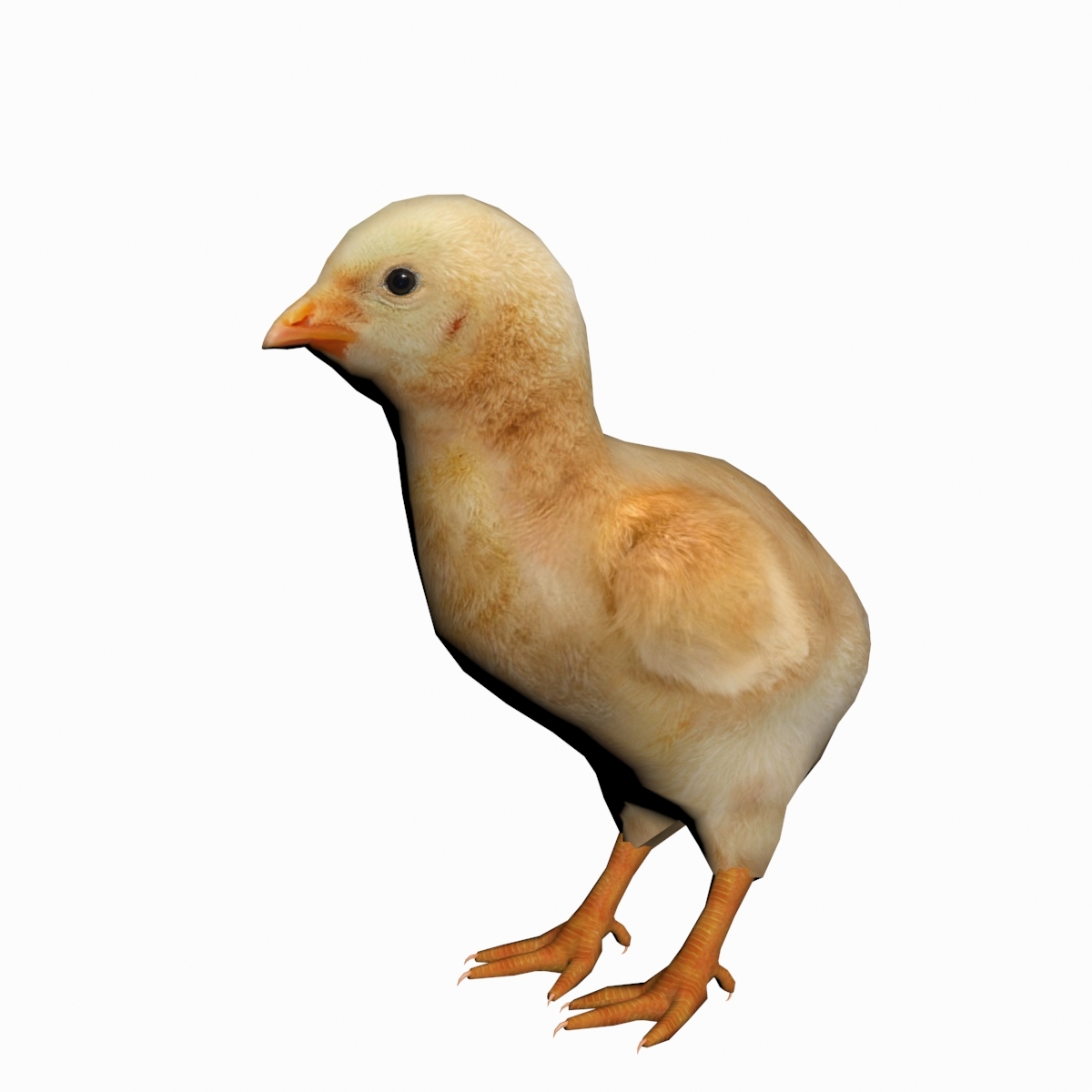 chick baby chicken 3d model