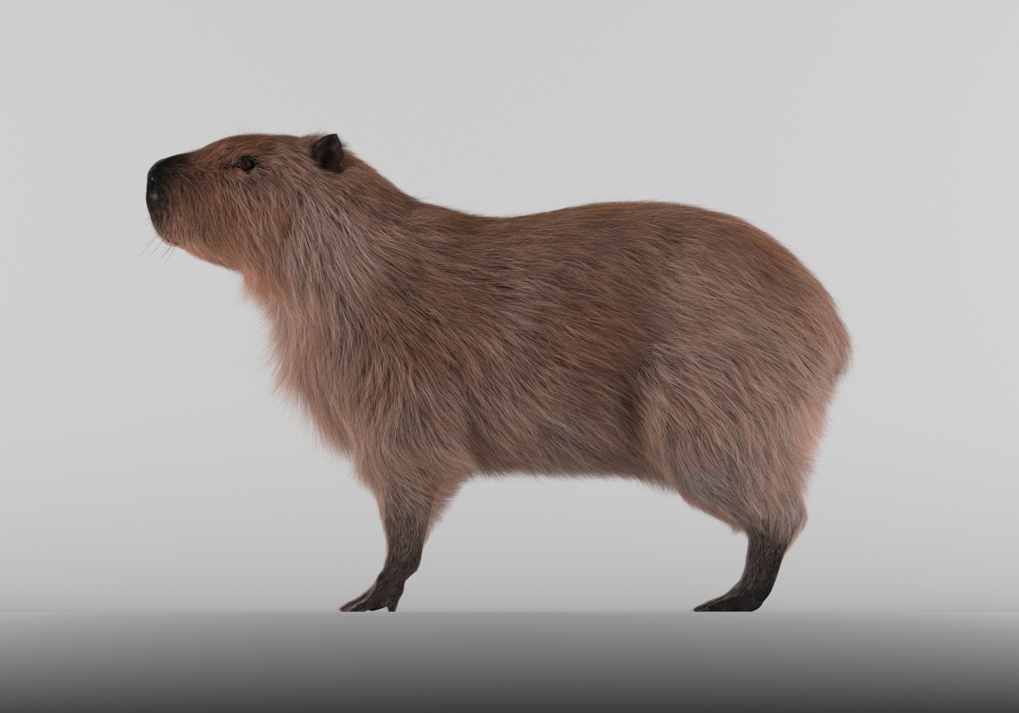 capybara hair 3d fbx