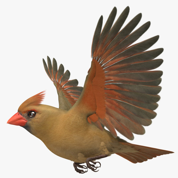 cardinalis northern cardinal female rigged 3d model