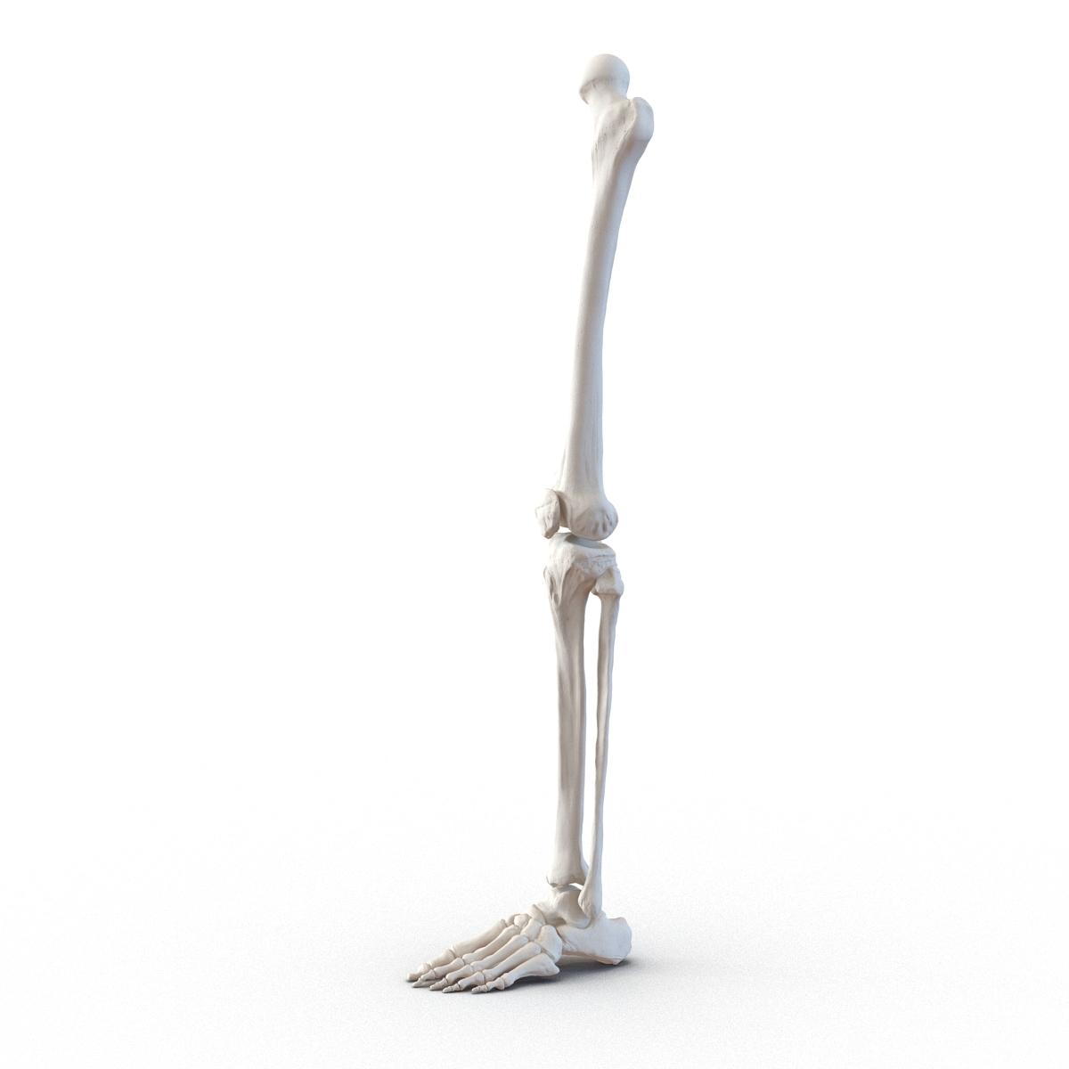 3d male skeleton model
