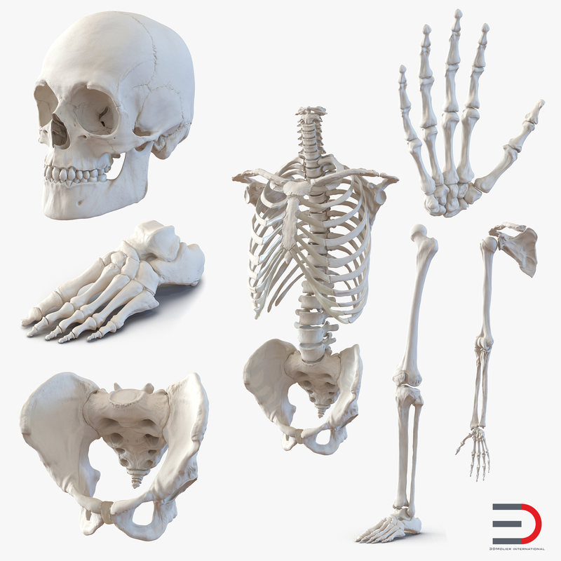 3d male skeleton model