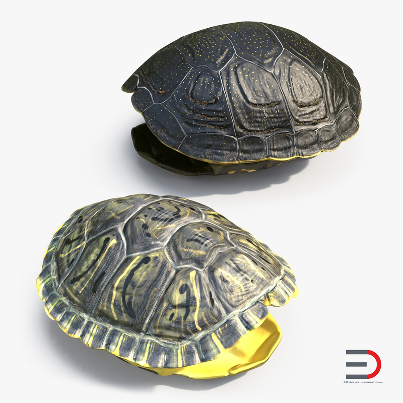 3d turtle shells