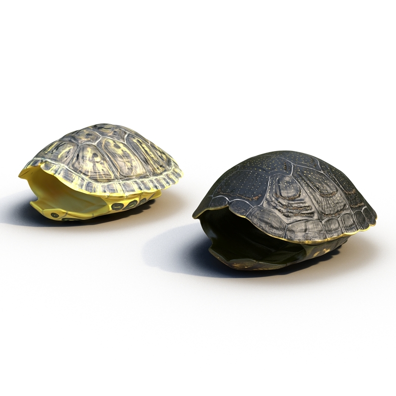 3d turtle shells