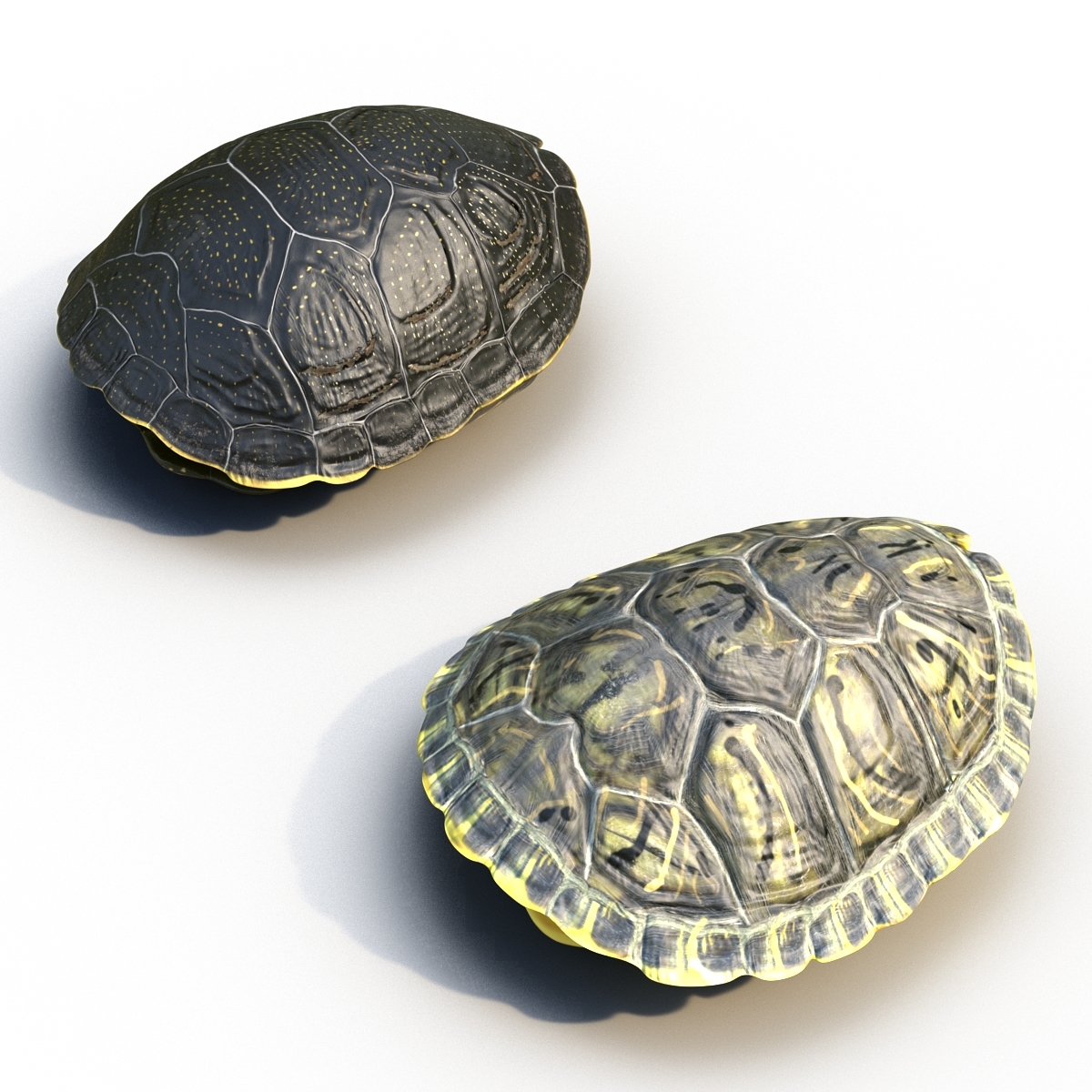 3d turtle shells