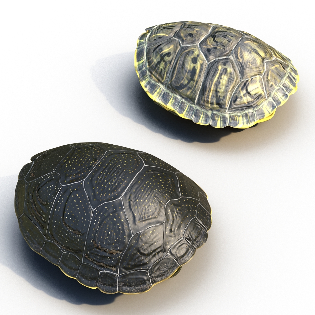 3d turtle shells