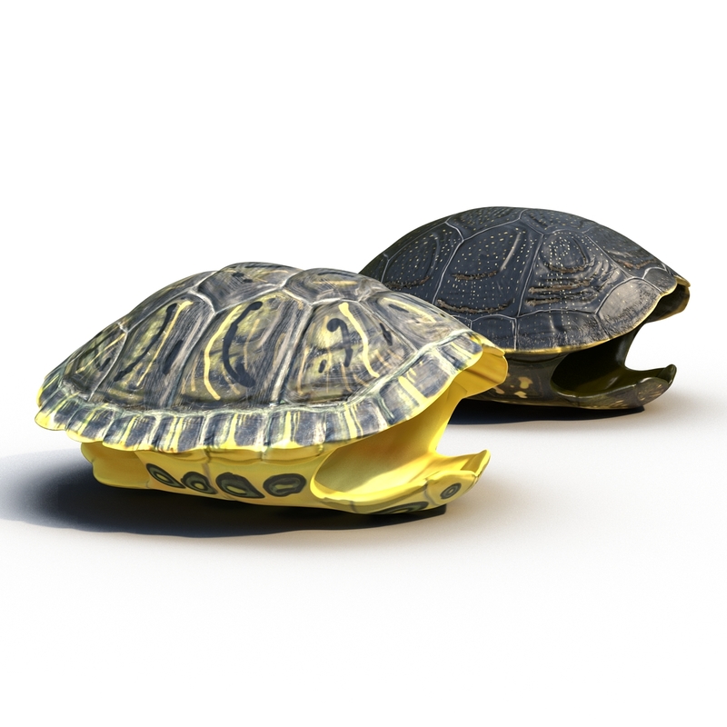 3d turtle shells