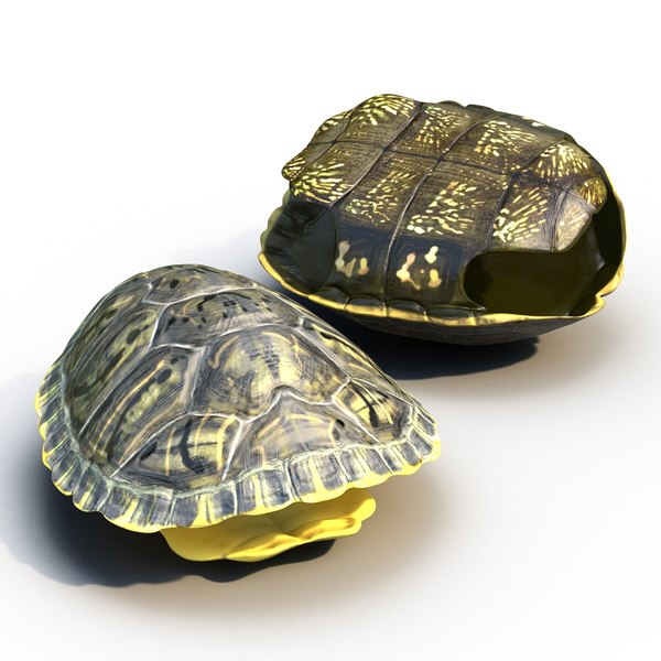 3d turtle shells