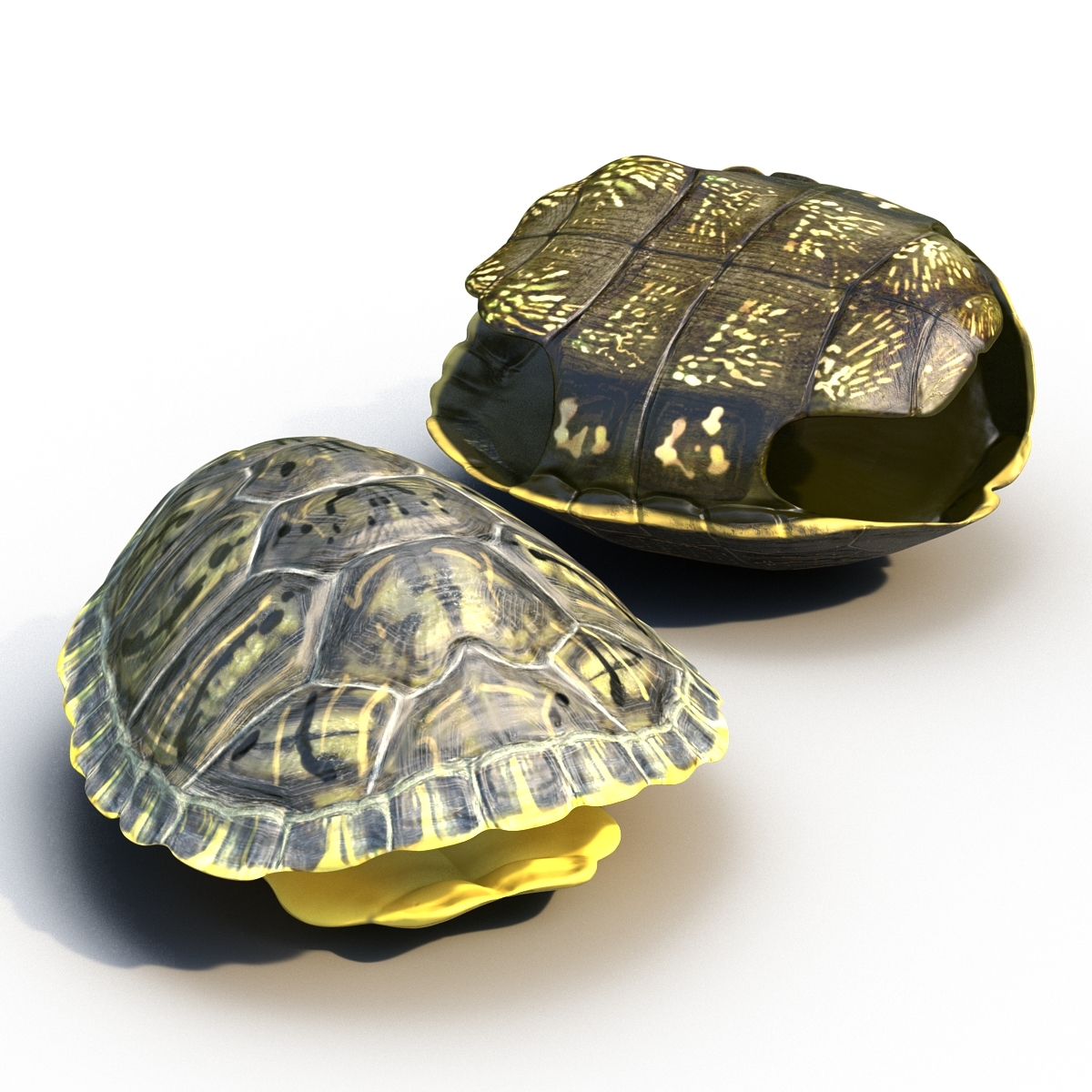 3d turtle shells
