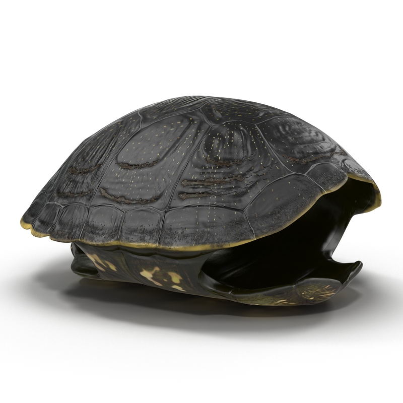 3d turtle shells