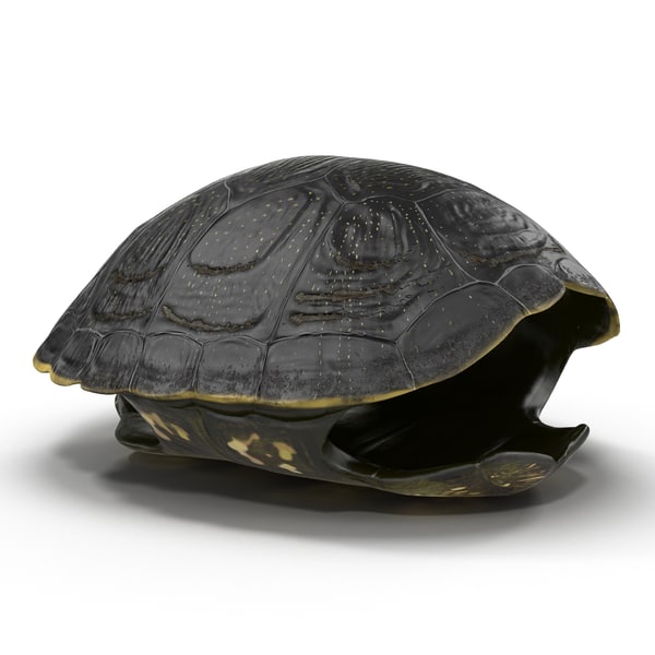 3d turtle shells