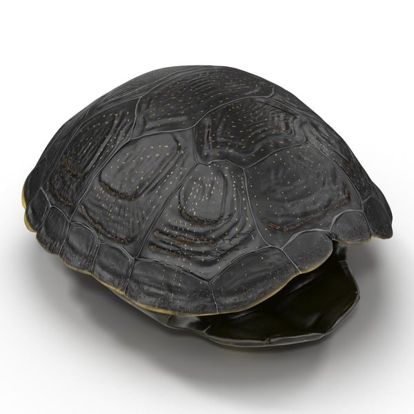 3d turtle shells