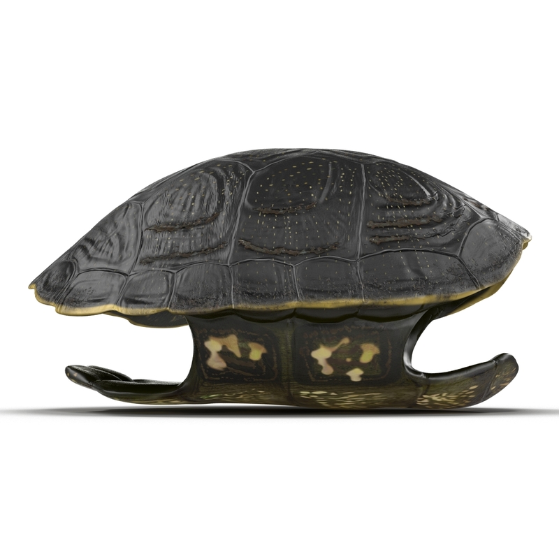 3d turtle shells