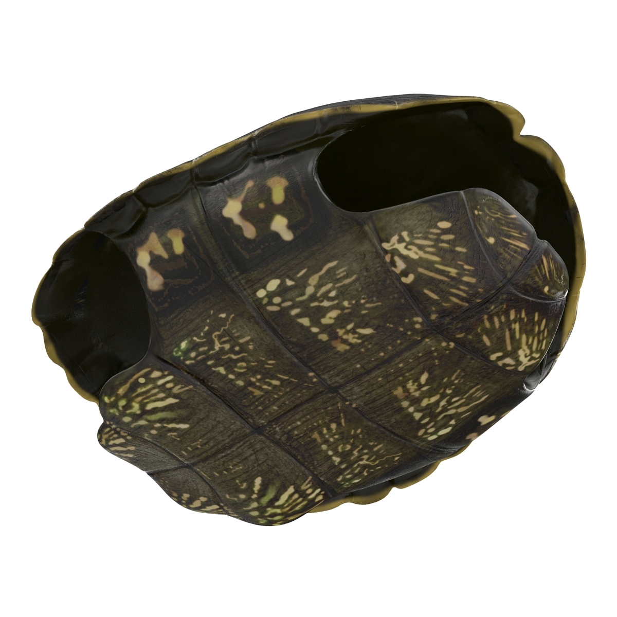 3d turtle shells