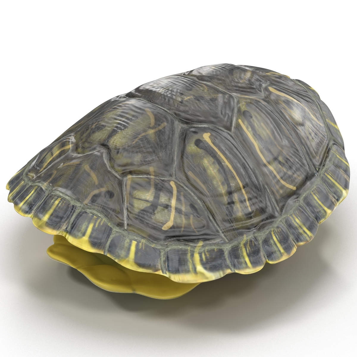 3d turtle shells