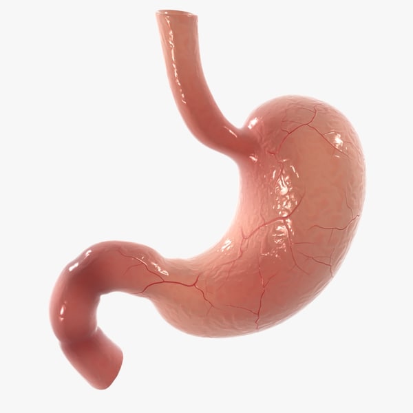 Stomach 3D Models for Download | TurboSquid