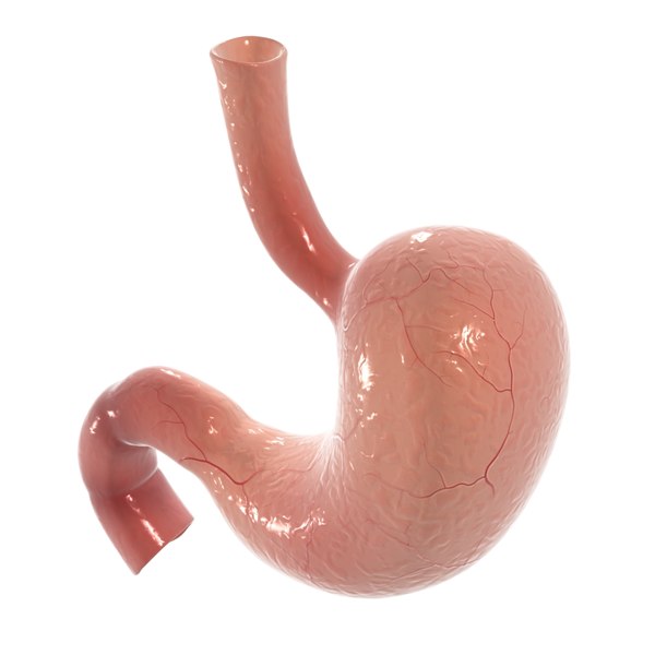 3d stomach anatomy