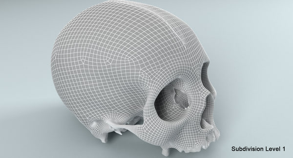 3d human skull scan