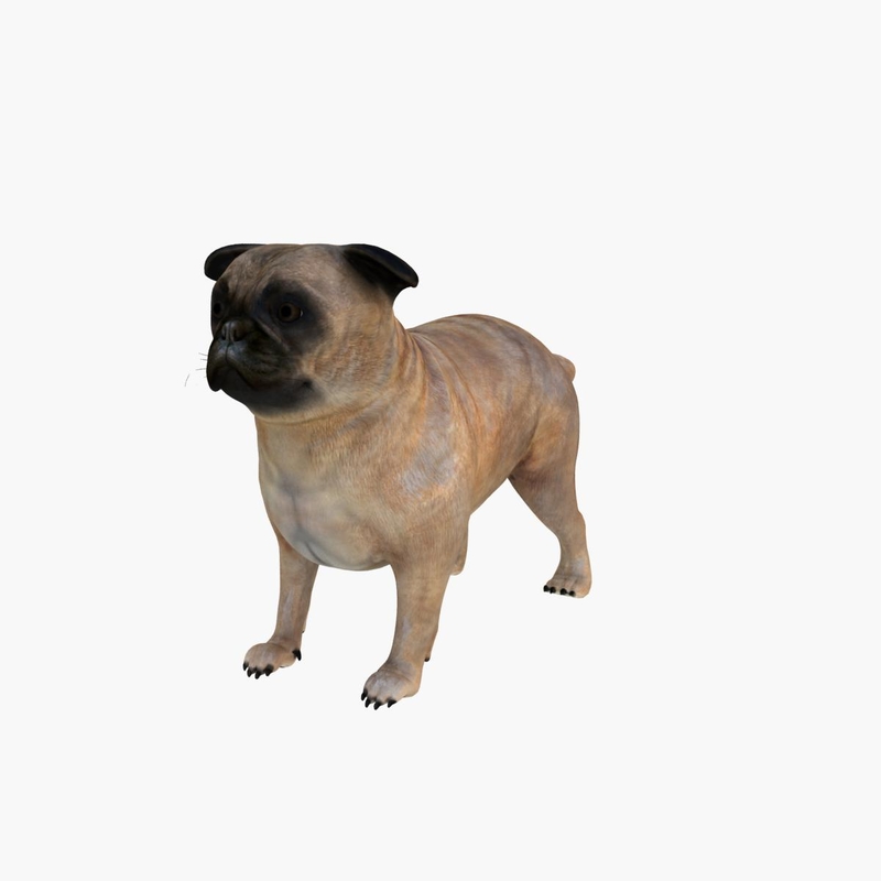 Pug 3D Models for Download | TurboSquid