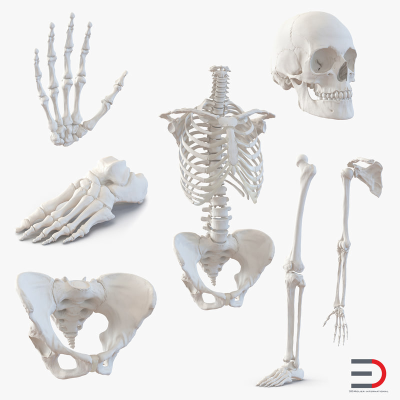 female skeleton human skull 3d model