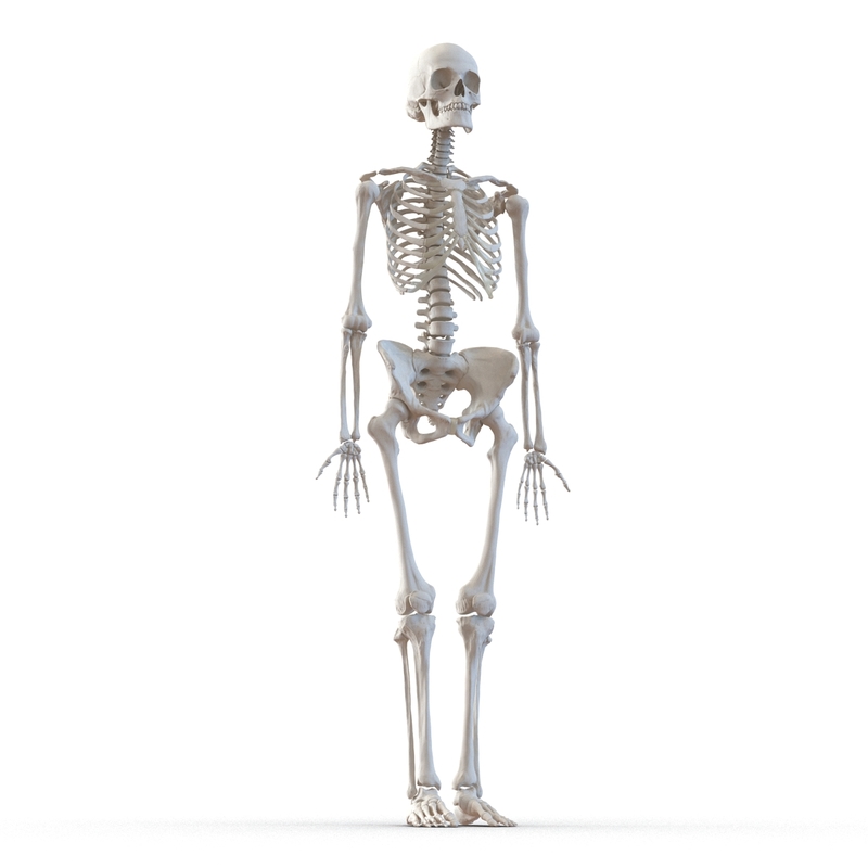3d human male female skeletons model