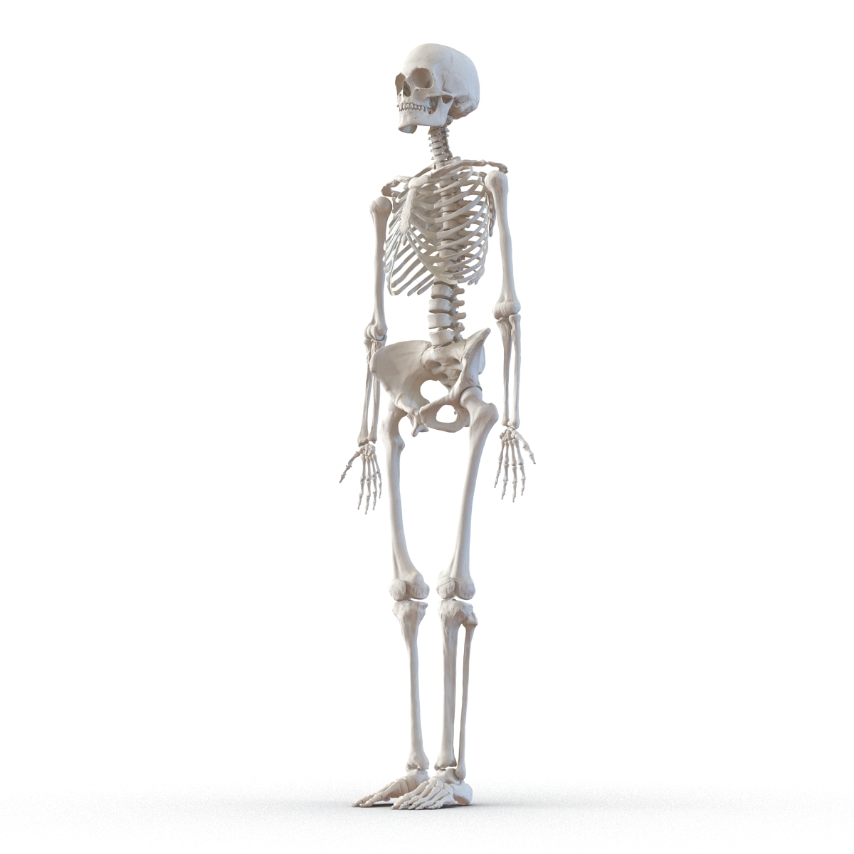 3d human male female skeletons model