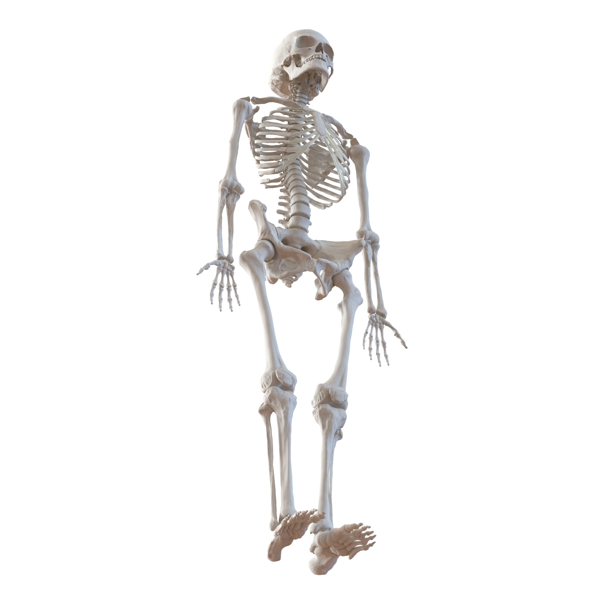 3d human male female skeletons model