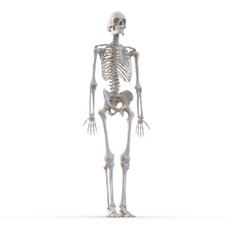 3d human male female skeletons model