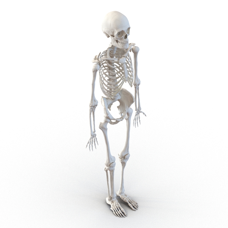 3d human male female skeletons model