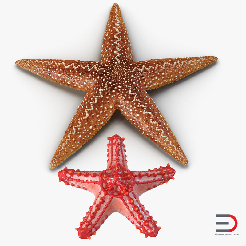 3d model of starfishes set red