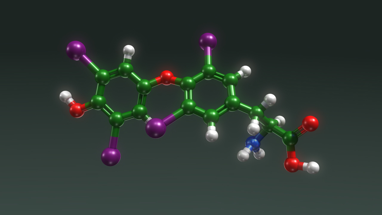 3d model thyroxine hormone thyroid