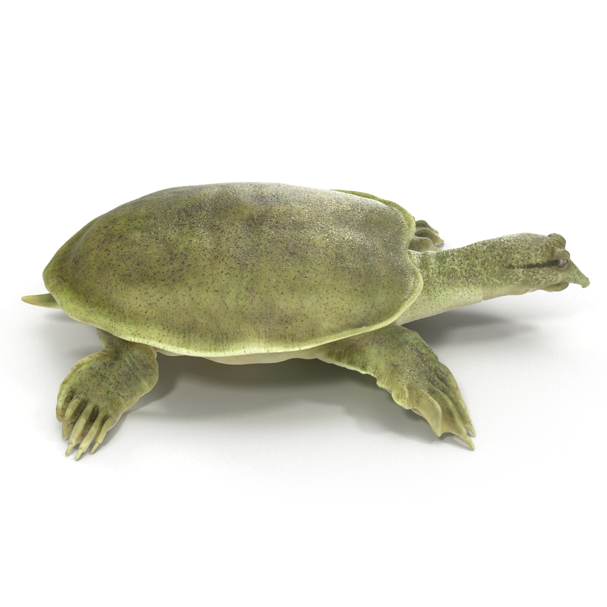 3D model turtles rigged 3 - TurboSquid 1525630