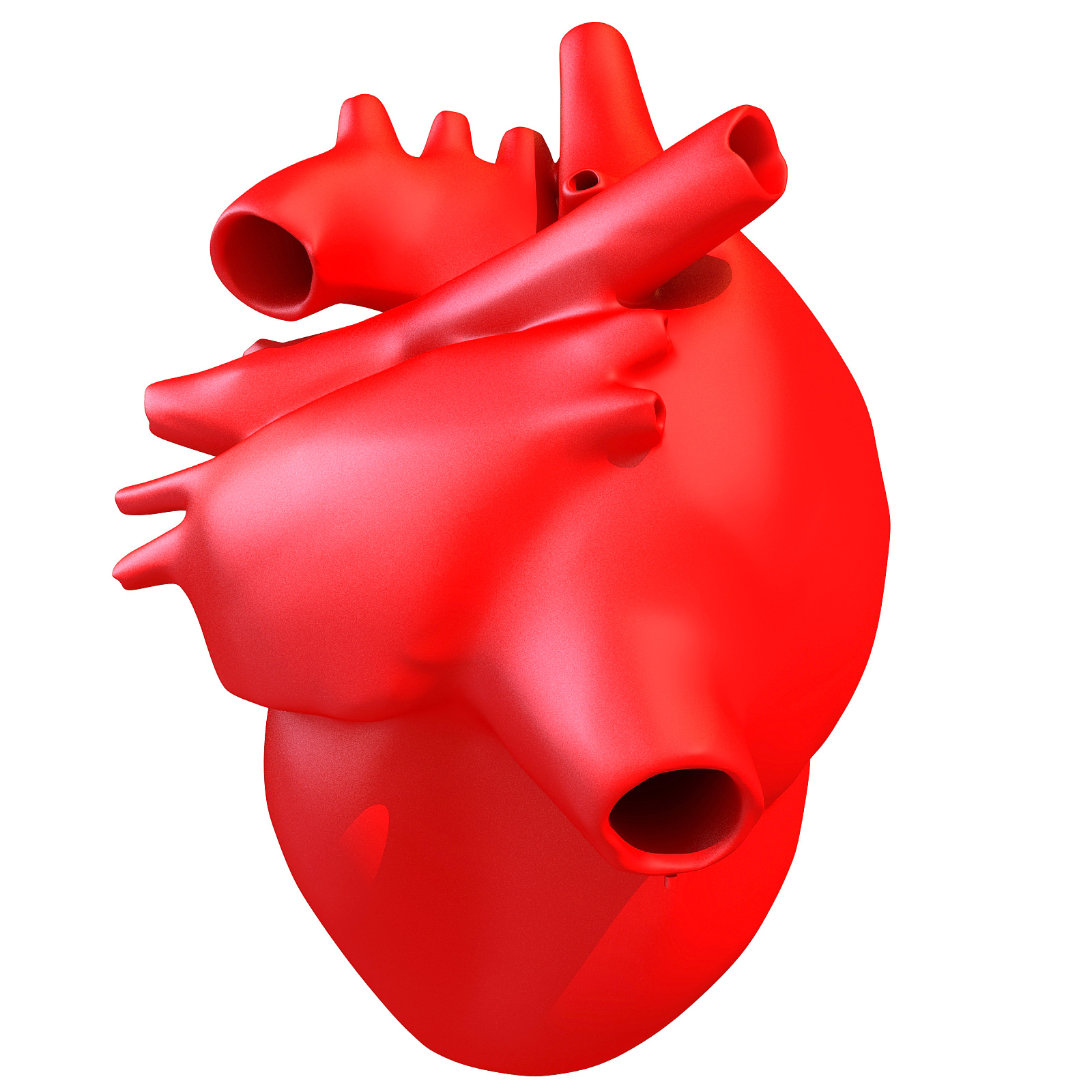 3d model print-ready human heart printing