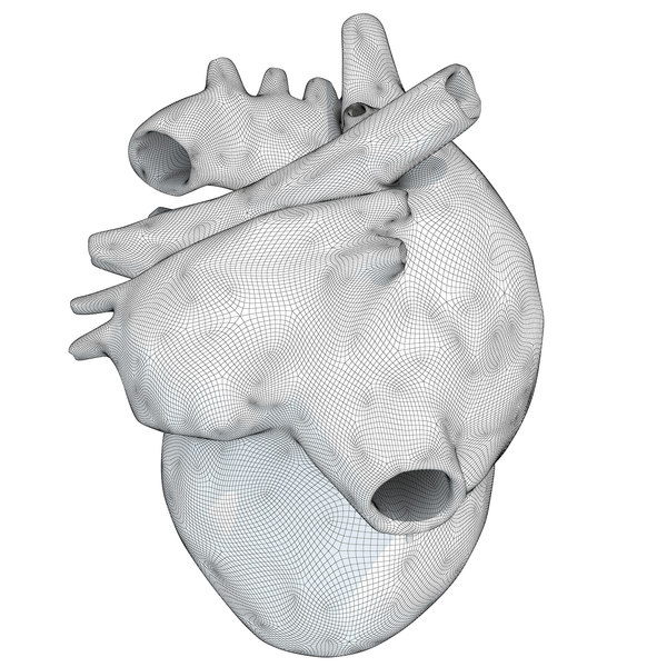 3d model print-ready human heart printing
