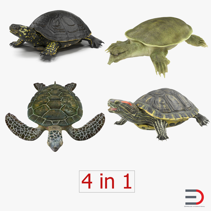 3d turtles 2 modeled