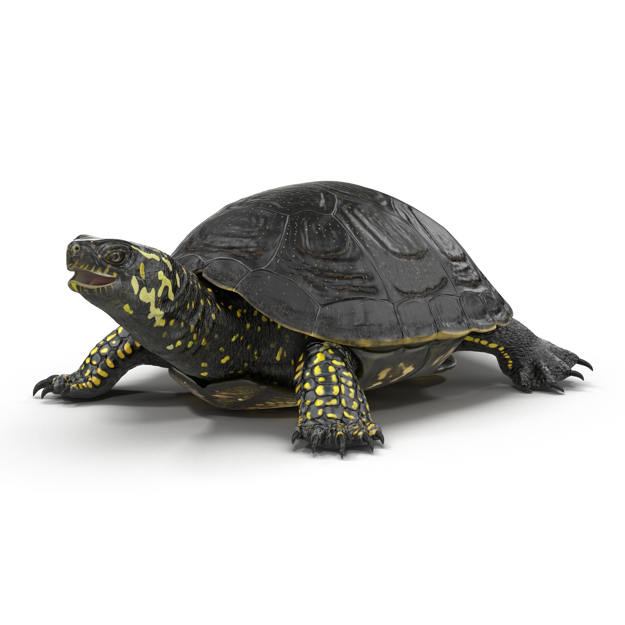 3d turtles 2 modeled
