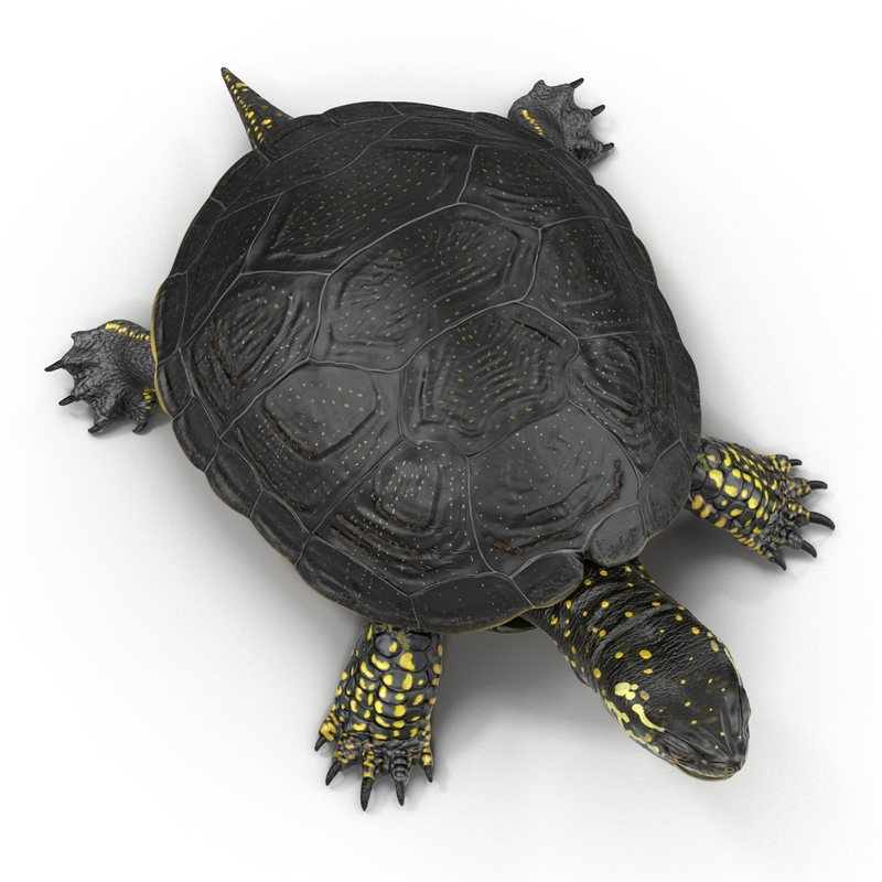 3d turtles 2 modeled