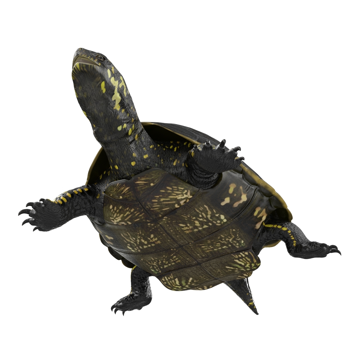 3d turtles 2 modeled