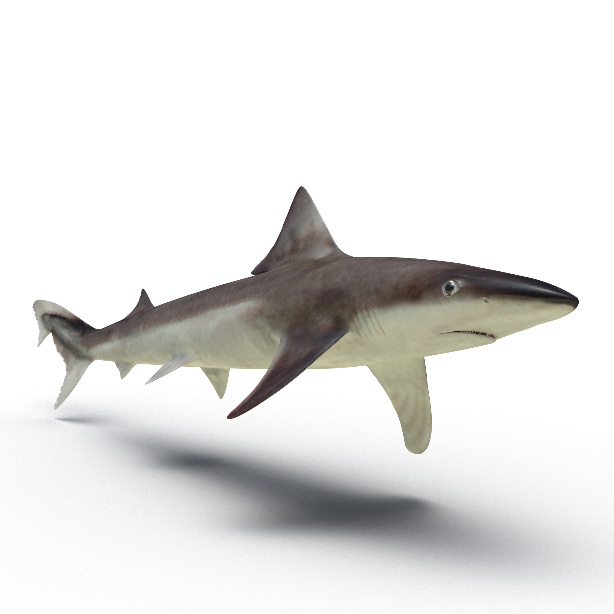 Sharks rigged 8 3D model - TurboSquid 1514278
