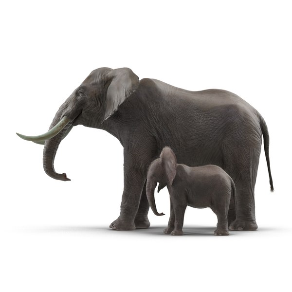 3d elephants 2 model